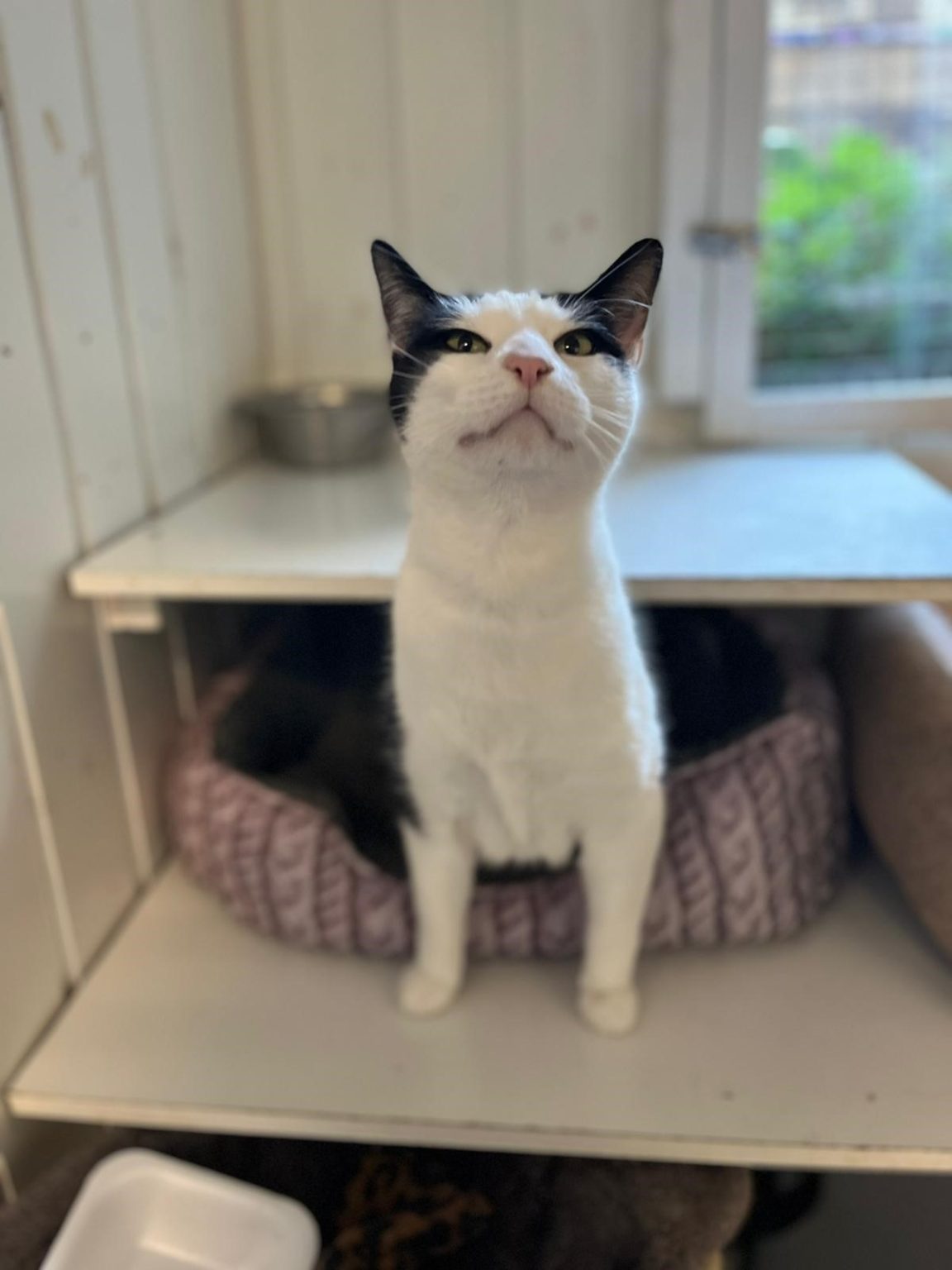 Cattery – Southend Farm