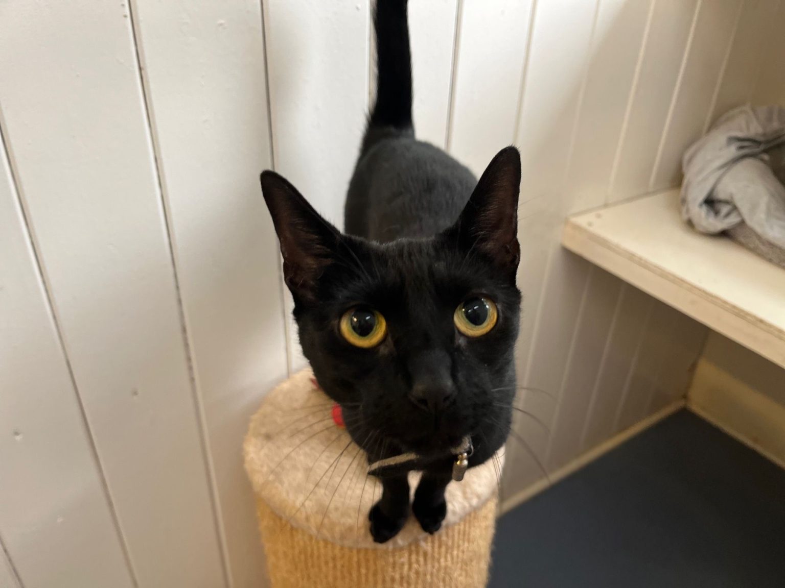 Cattery – Southend Farm